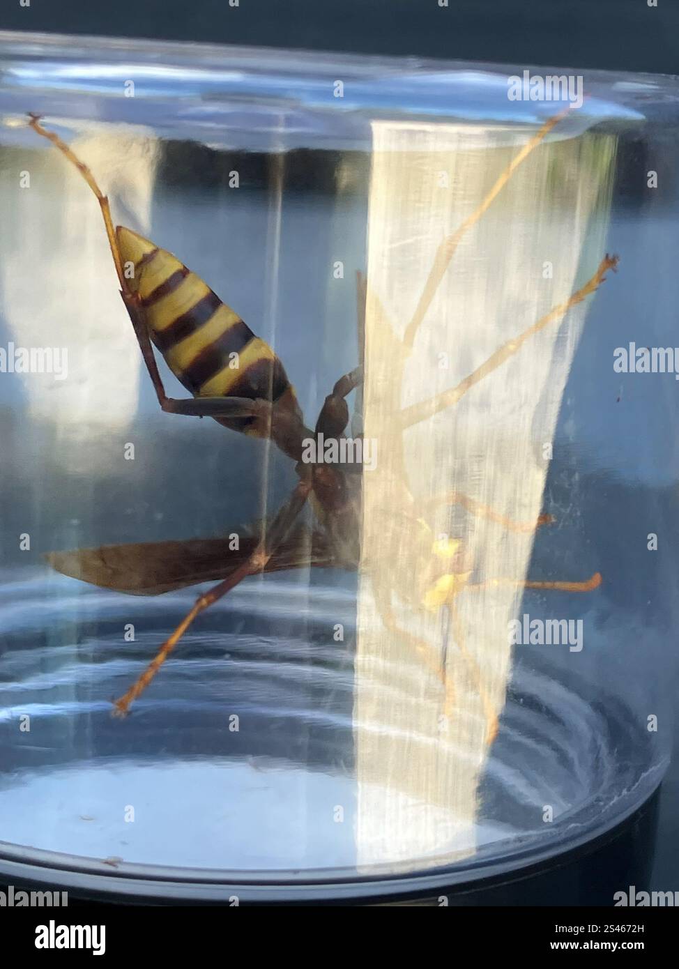 Horse Paper Wasp (Polistes major Stock Photo - Alamy