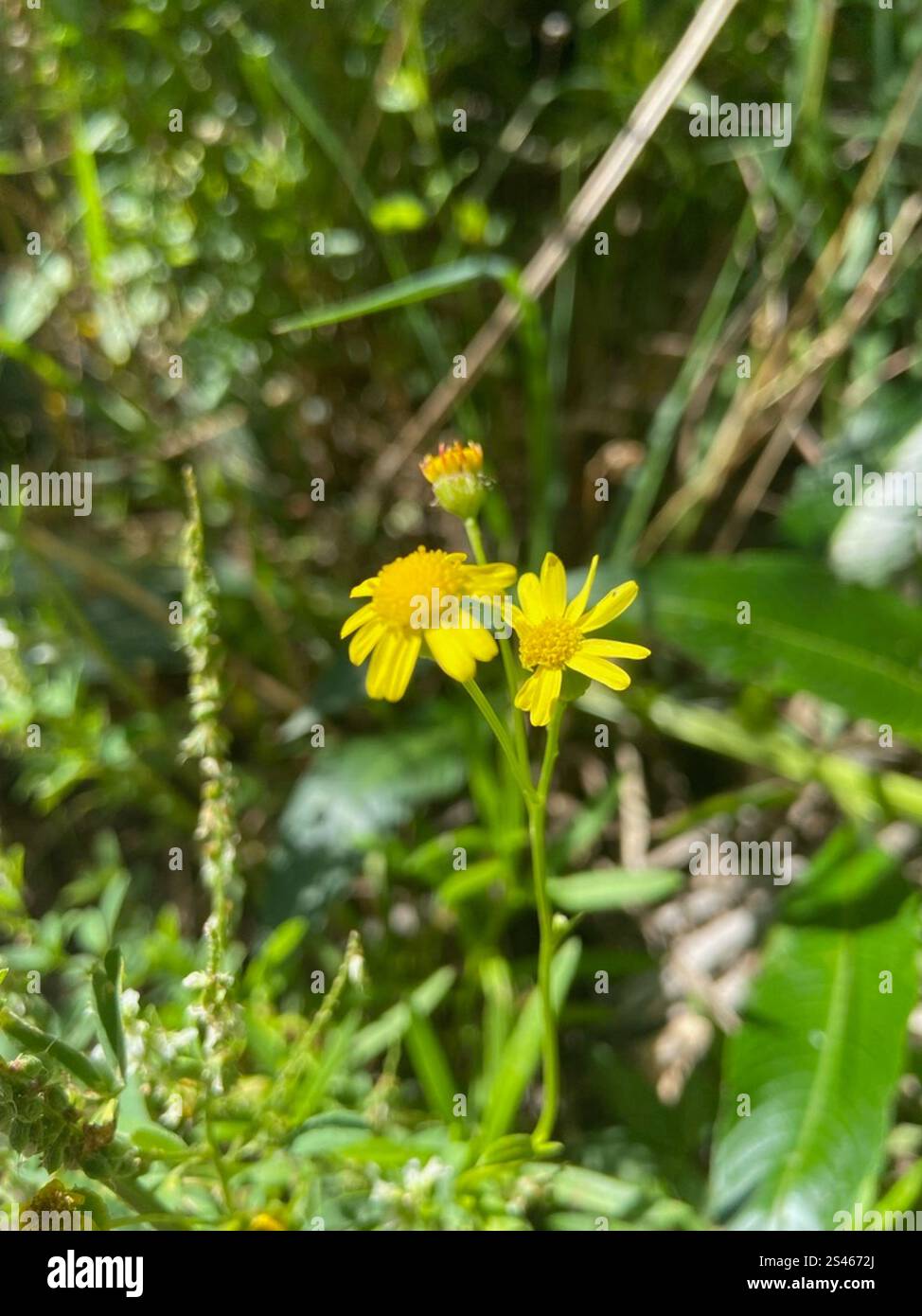 Madagascar Ragwort (Senecio madagascariensis Stock Photo - Alamy