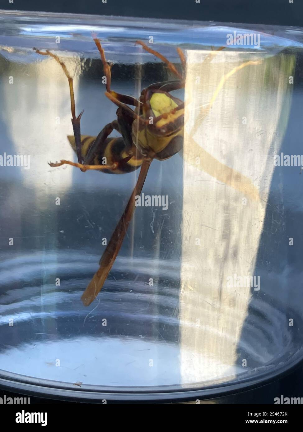 Horse Paper Wasp (Polistes major Stock Photo - Alamy