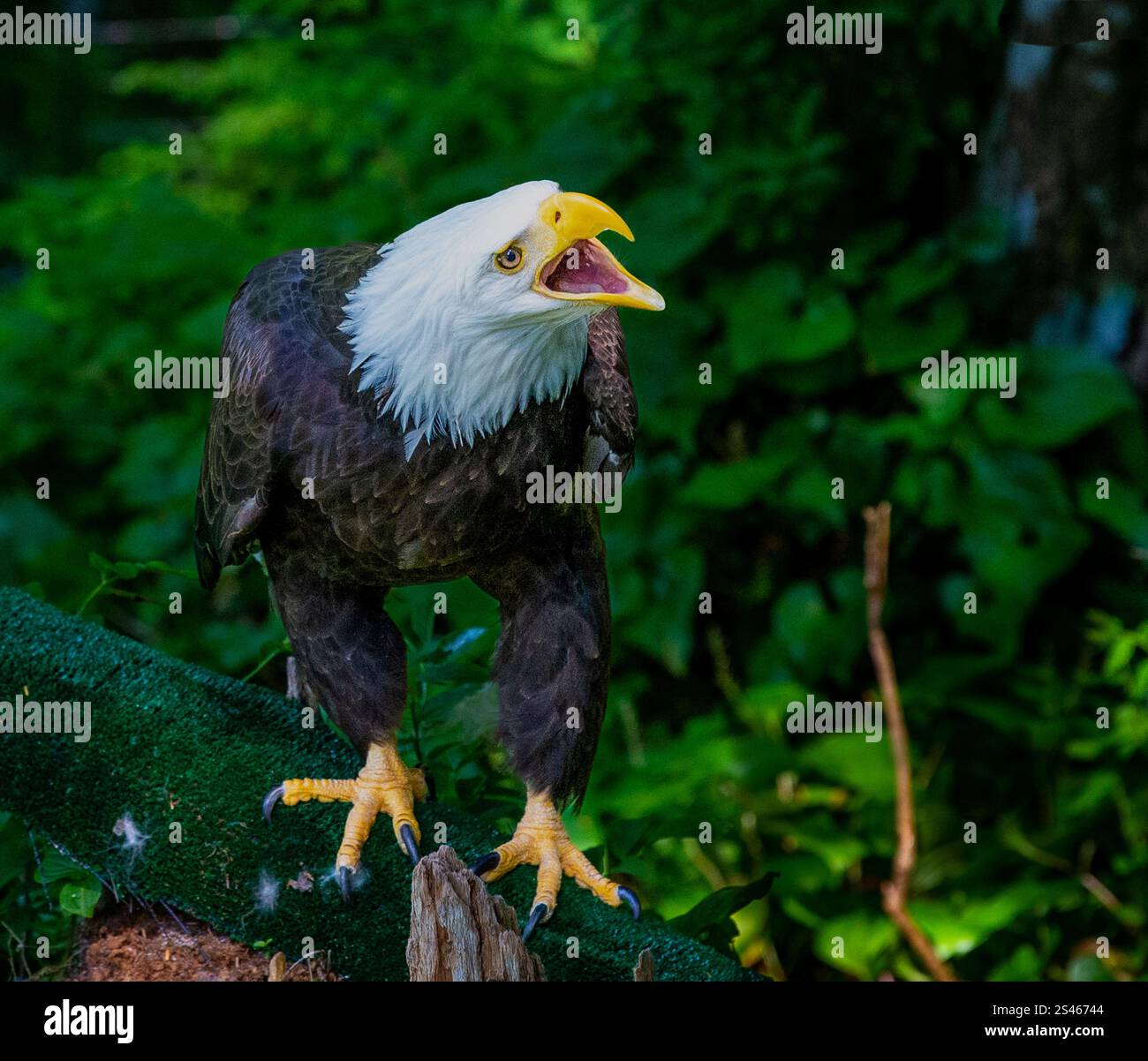 Bald eagle at the Raptor Centre in Sitka Alaska USA Stock Photo - Alamy
