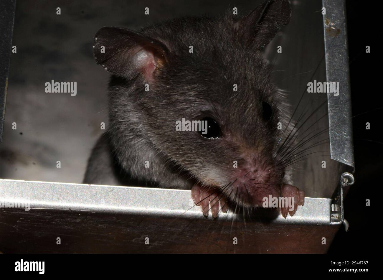 Long-tailed Pouched Rat (Beamys hindei Stock Photo - Alamy