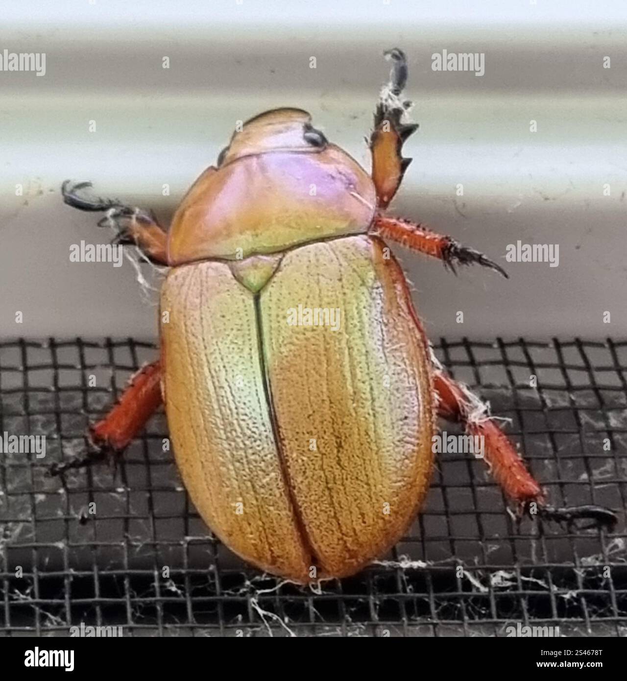 Duck Billed Beetle (Anoplognathus montanus Stock Photo - Alamy
