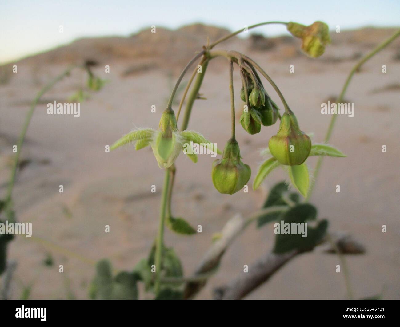 Trellis-vine (Pergularia daemia Stock Photo - Alamy