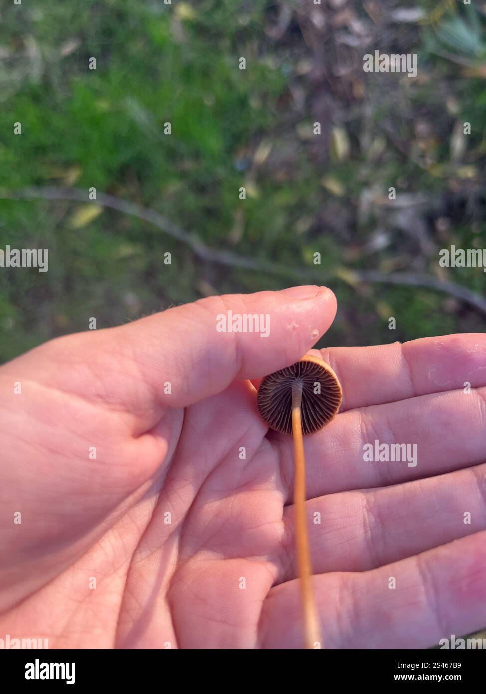 red edge brittlestem (Psathyrella corrugis Stock Photo - Alamy