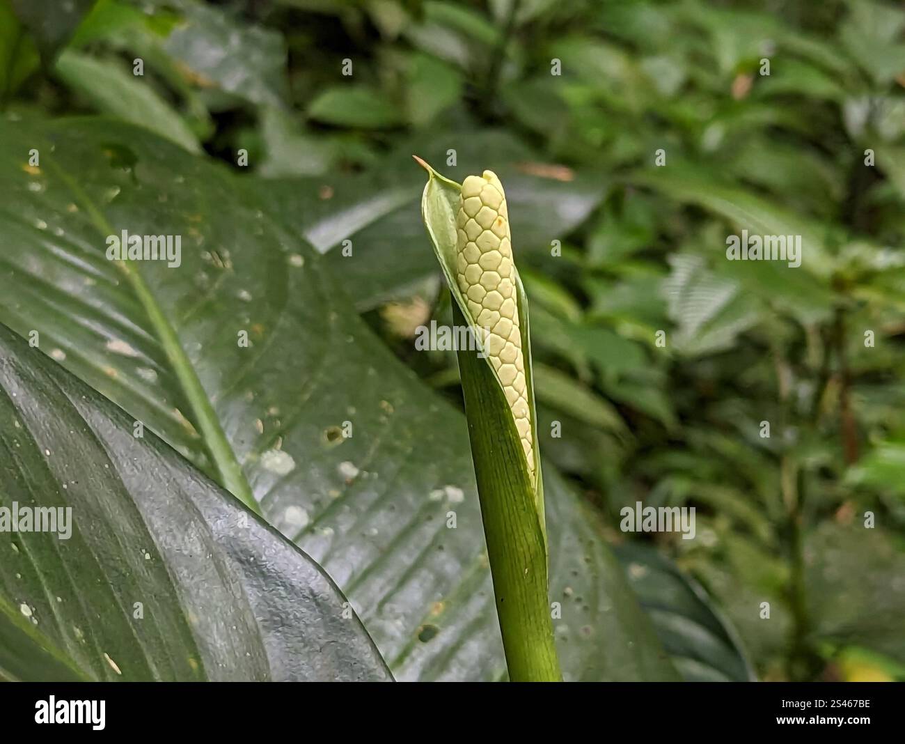 tuftroot (Dieffenbachia seguine Stock Photo - Alamy