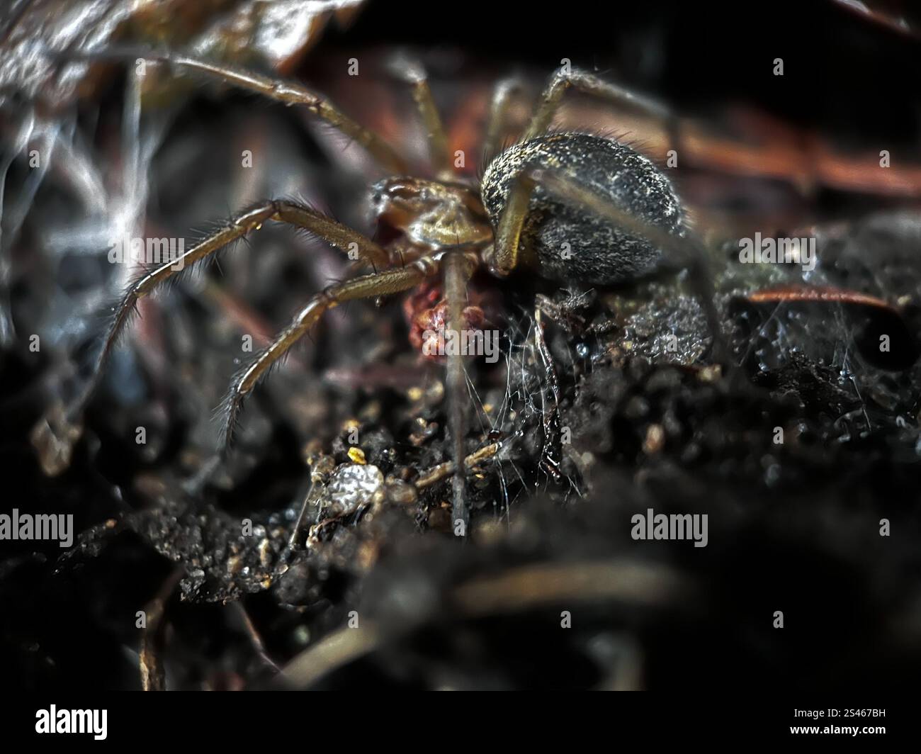 Hobo Spider (Eratigena agrestis Stock Photo - Alamy