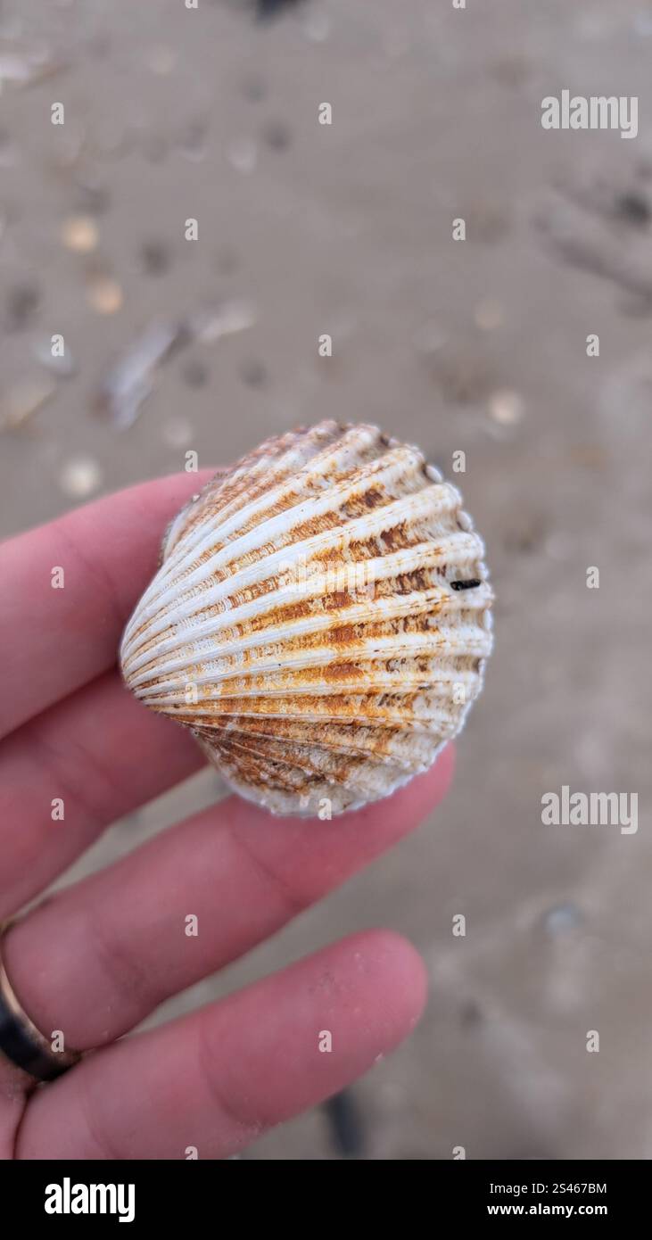 Prickly Cockle (Acanthocardia echinata Stock Photo - Alamy