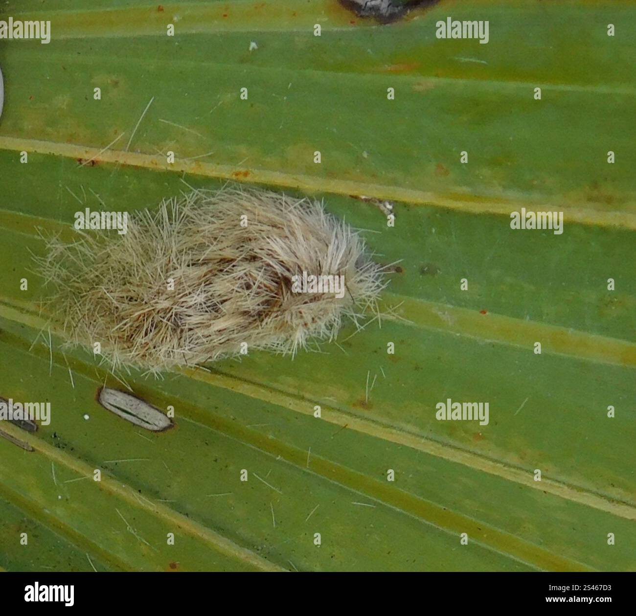 Edwards' Wasp Moth (Lymire edwardsii Stock Photo - Alamy