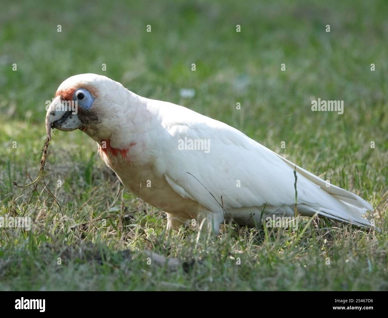 Long-billed Corella (Cacatua tenuirostris Stock Photo - Alamy