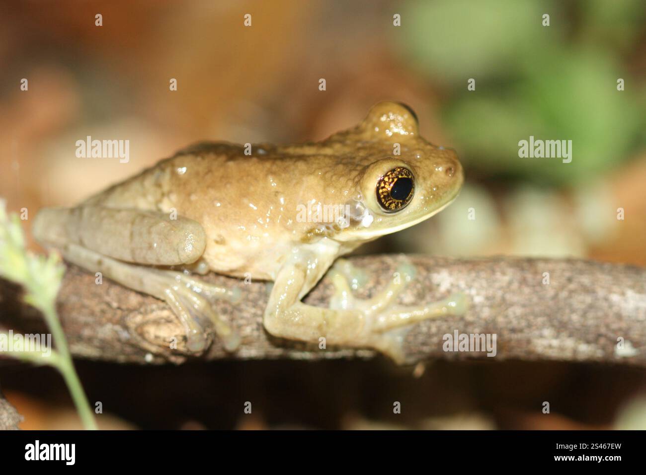 Vermiculated Tree Frog (Trachycephalus vermiculatus Stock Photo - Alamy