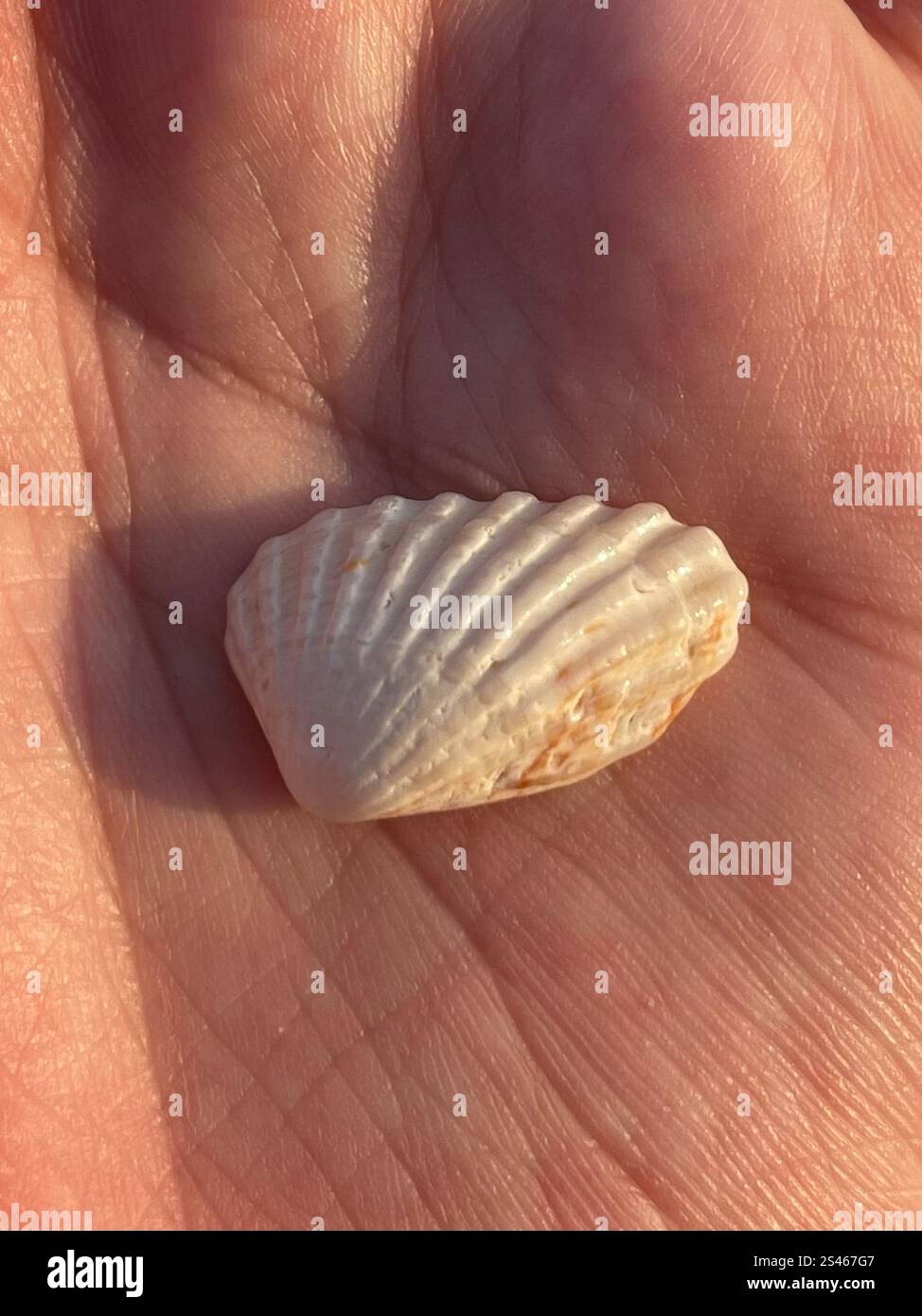 Broad-ribbed Cardita (Cardites floridanus Stock Photo - Alamy