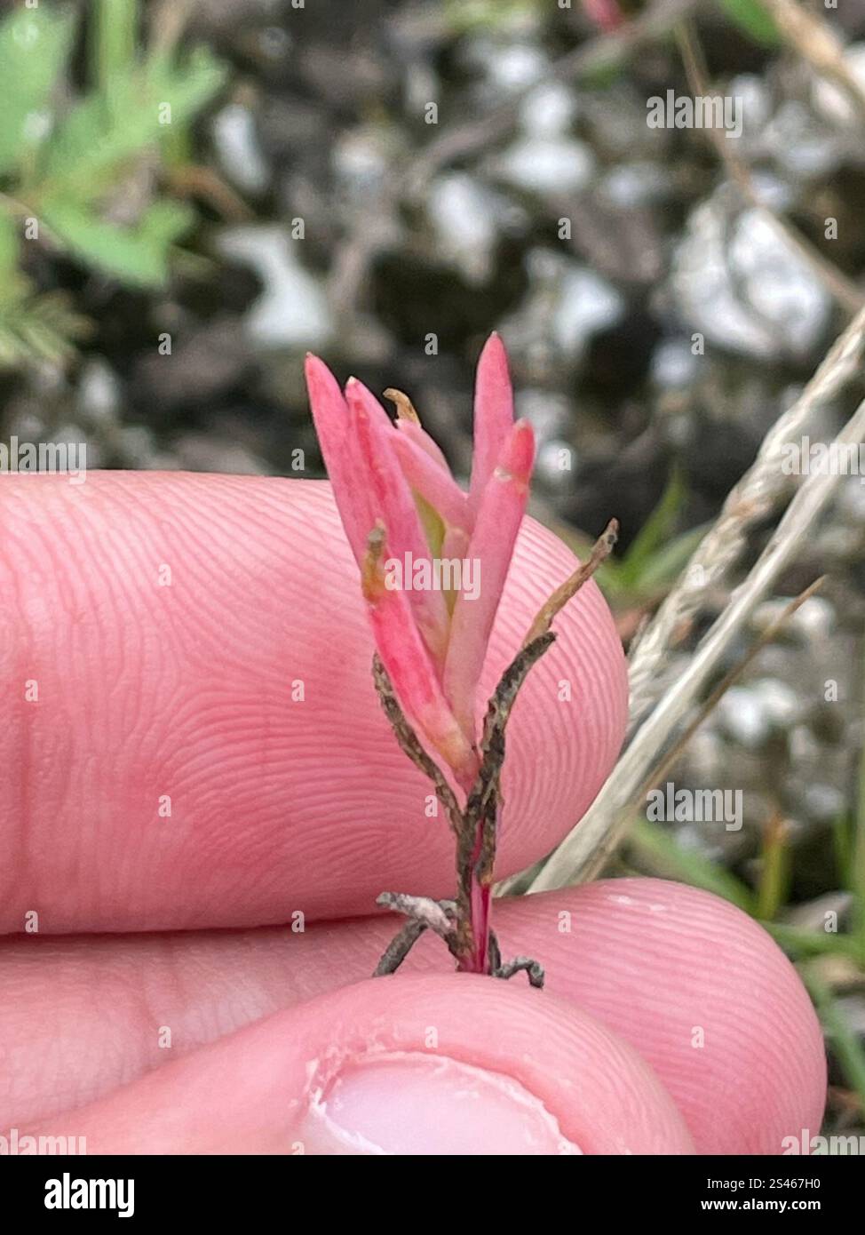Annual Seepweed (Suaeda linearis Stock Photo - Alamy
