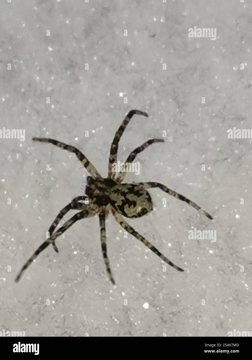Lichen Running Spider (Philodromus margaritatus Stock Photo - Alamy