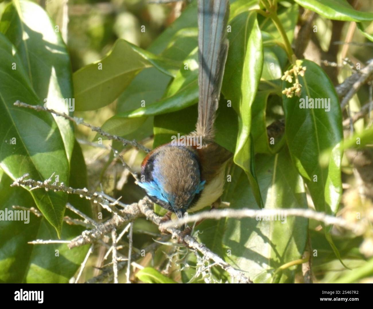 Variegated Fairywren (Malurus lamberti Stock Photo - Alamy