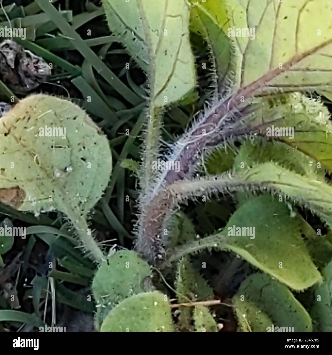 nightshade family (Solanaceae Stock Photo - Alamy
