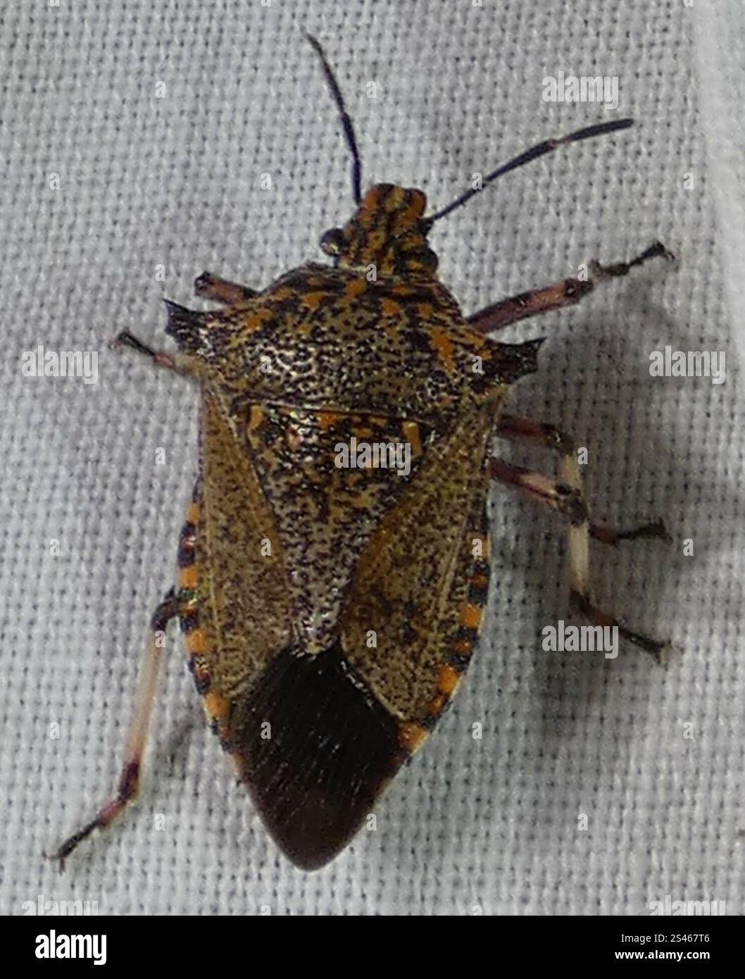 Giant Strong-nosed Stink Bug (Alcaeorrhynchus grandis Stock Photo - Alamy