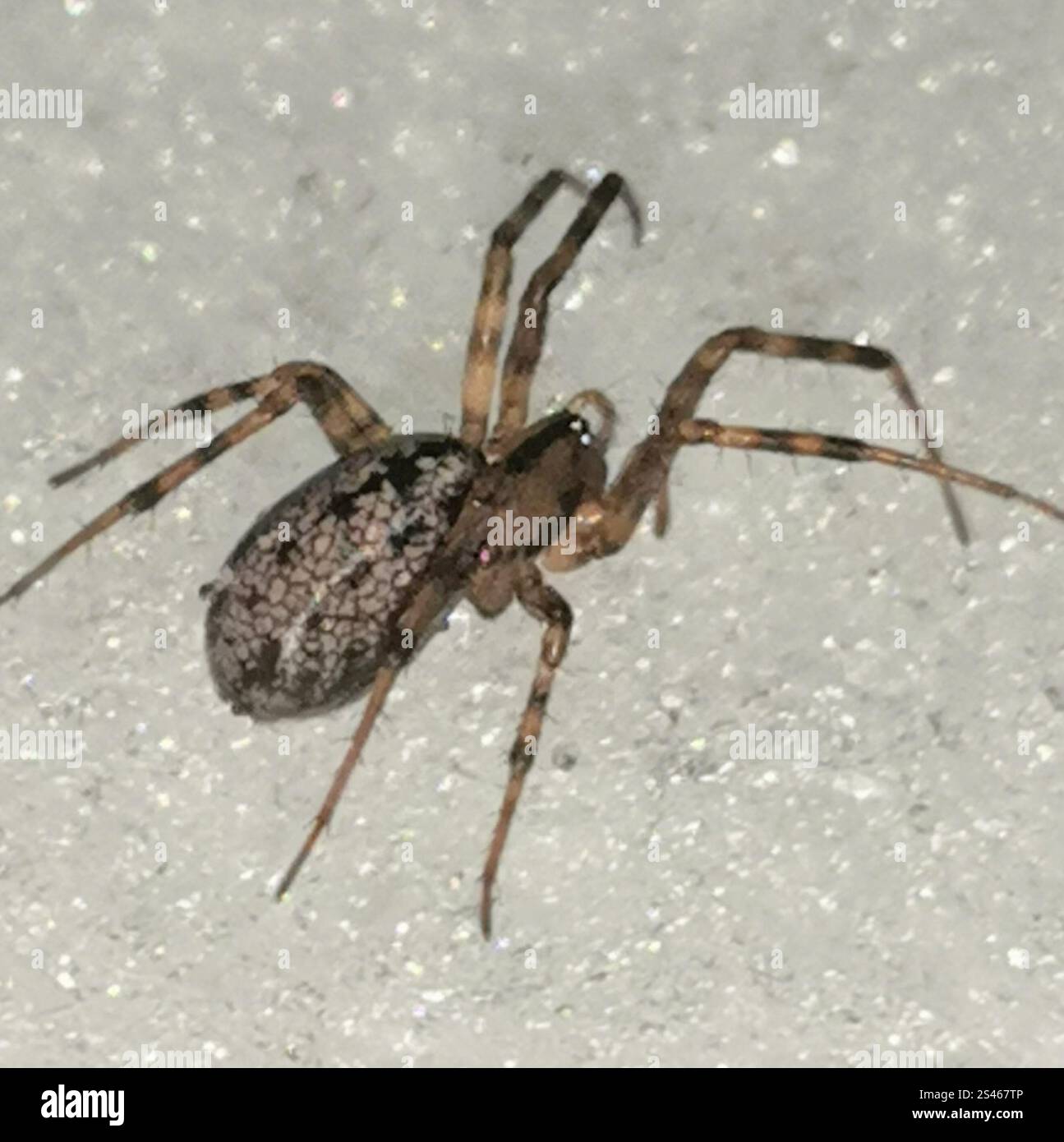 Horse-Head Spider (Stemonyphantes lineatus Stock Photo - Alamy