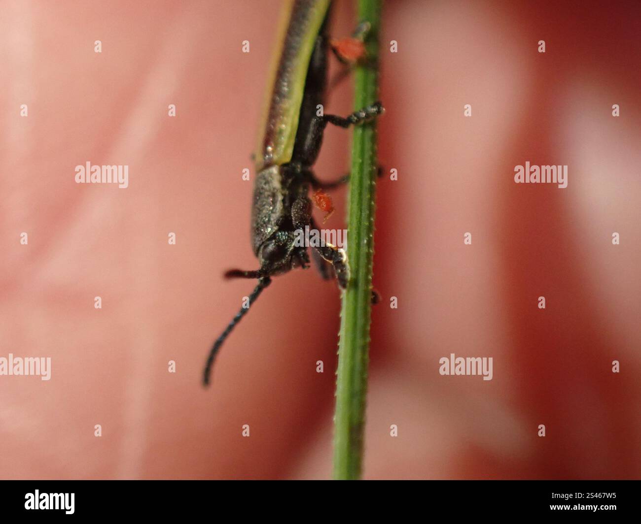 Trombidiform Mites (Trombidiformes Stock Photo - Alamy