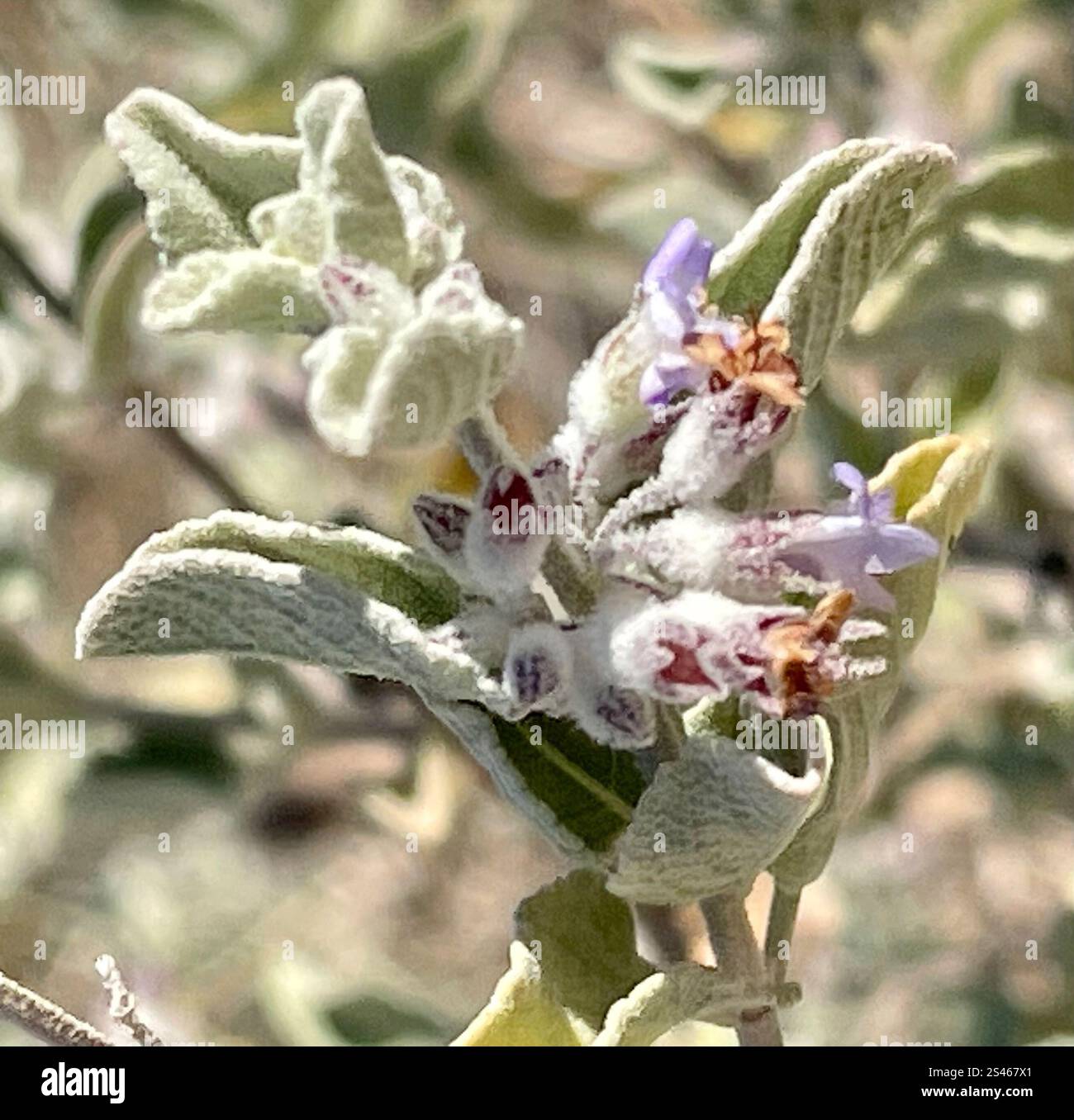 desert lavender (Condea emoryi Stock Photo - Alamy