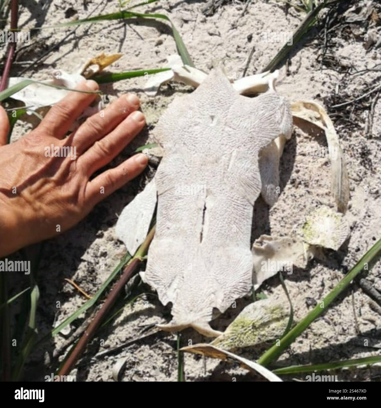 Sharptooth Catfish (Clarias gariepinus Stock Photo - Alamy