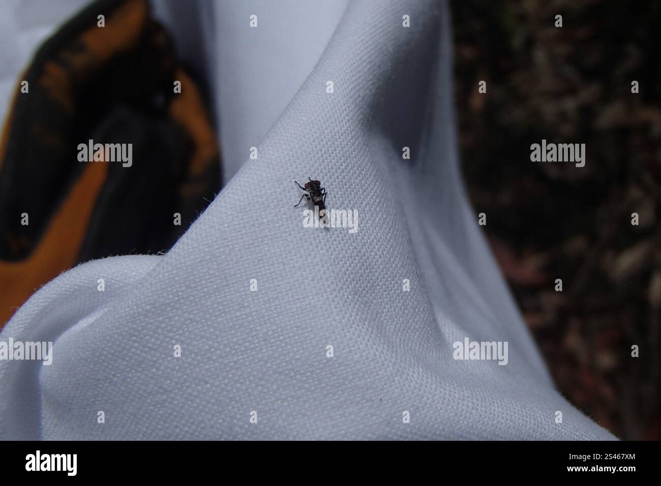 True Hoppers (Auchenorrhyncha Stock Photo - Alamy