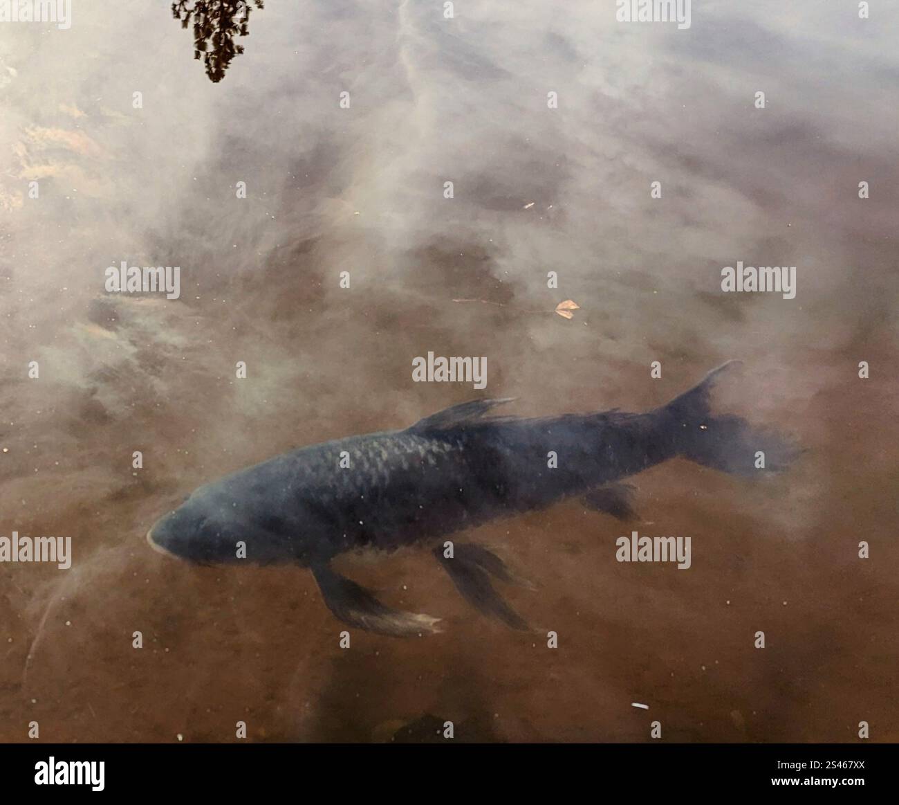European Carp (Cyprinus carpio Stock Photo - Alamy