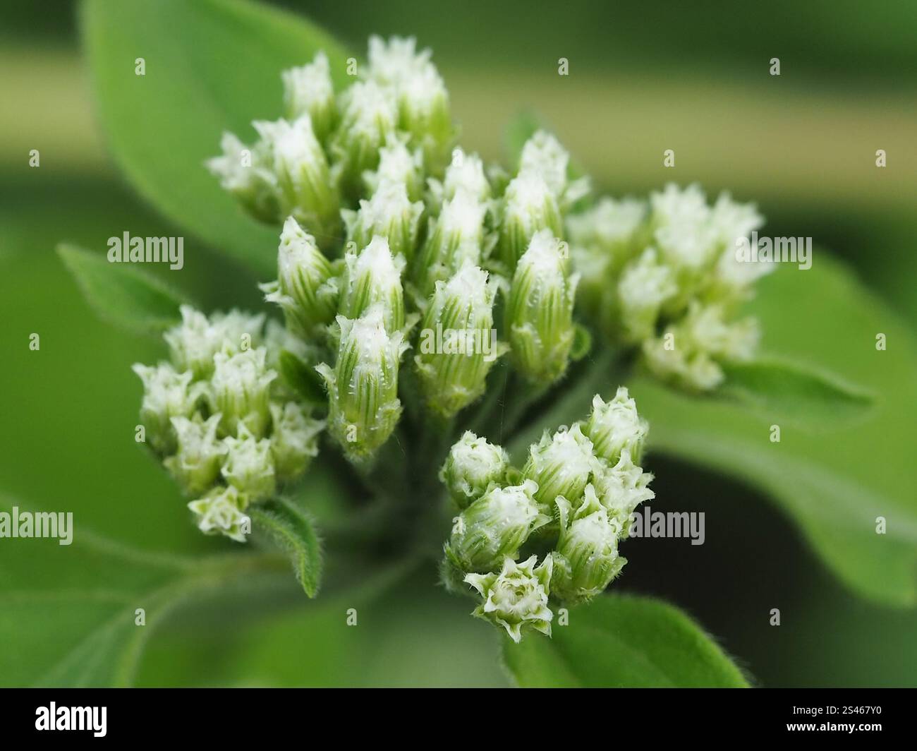 Siam weed (Chromolaena odorata Stock Photo - Alamy