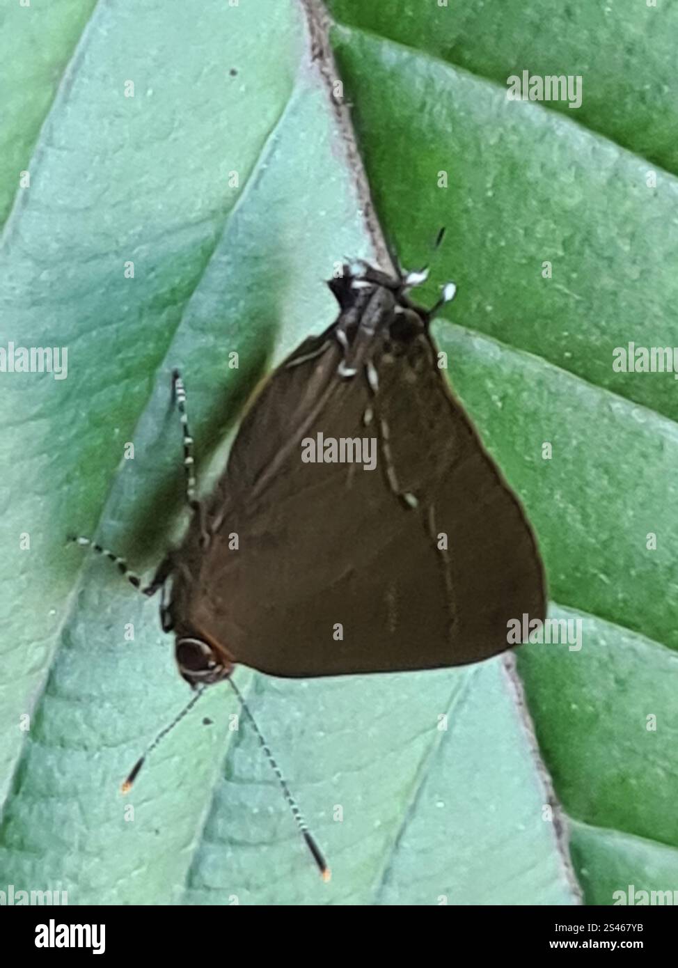 Common Groundstreak (Ziegleria hesperitis Stock Photo - Alamy