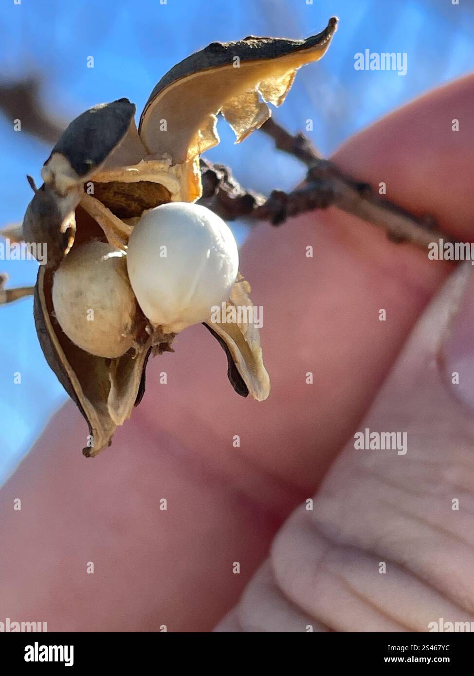 Chinese Tallow (Triadica sebifera Stock Photo - Alamy