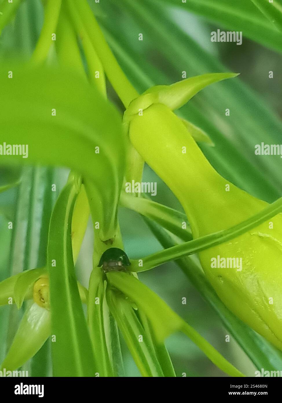 Steelblue Lady Beetle (Halmus chalybeus Stock Photo - Alamy