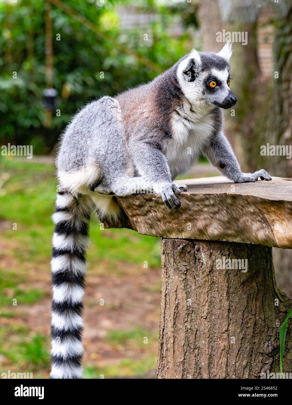 Tail of ring tailed lemur hi-res stock photography and images - Alamy