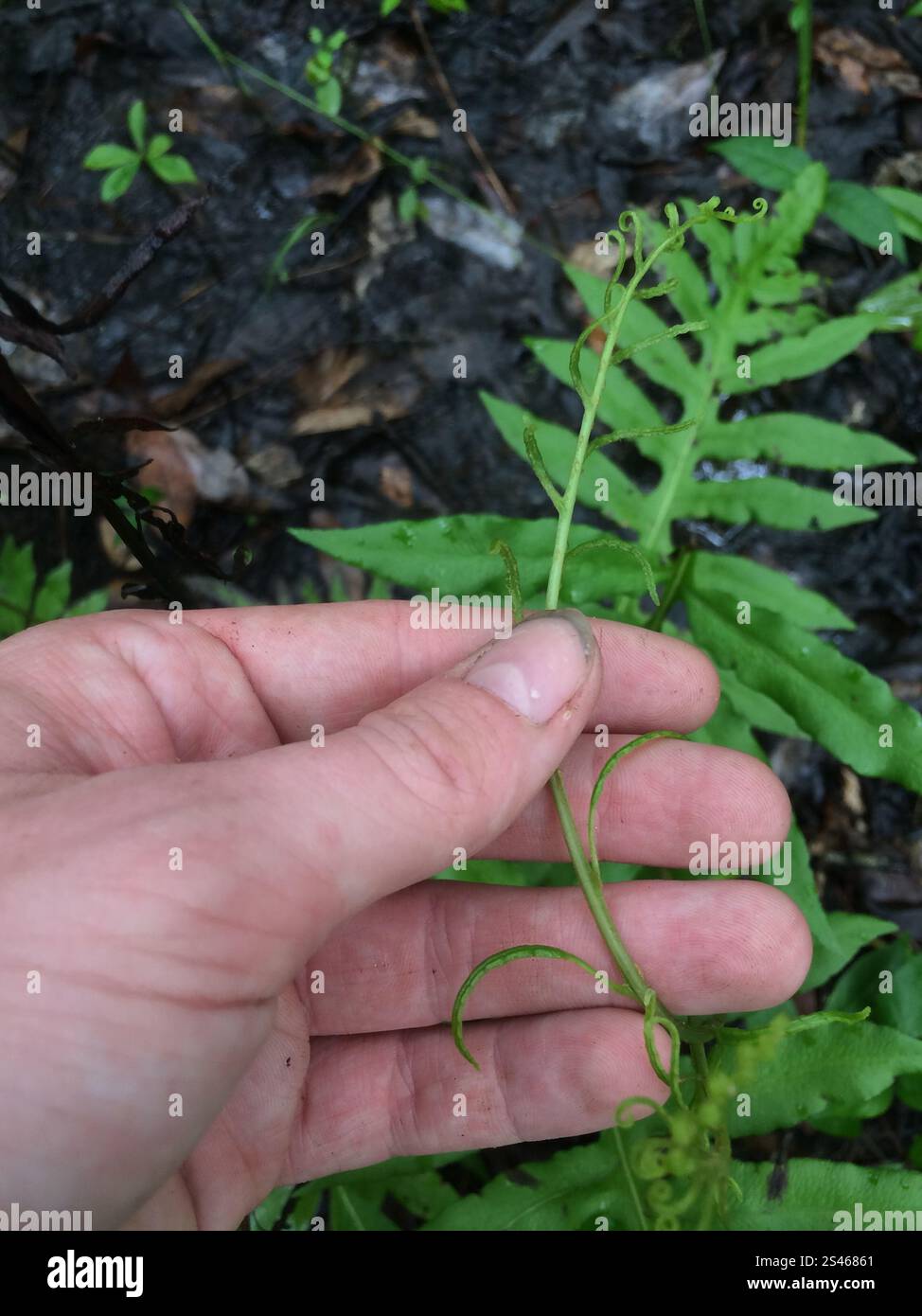netted chain fern (Woodwardia areolata Stock Photo - Alamy
