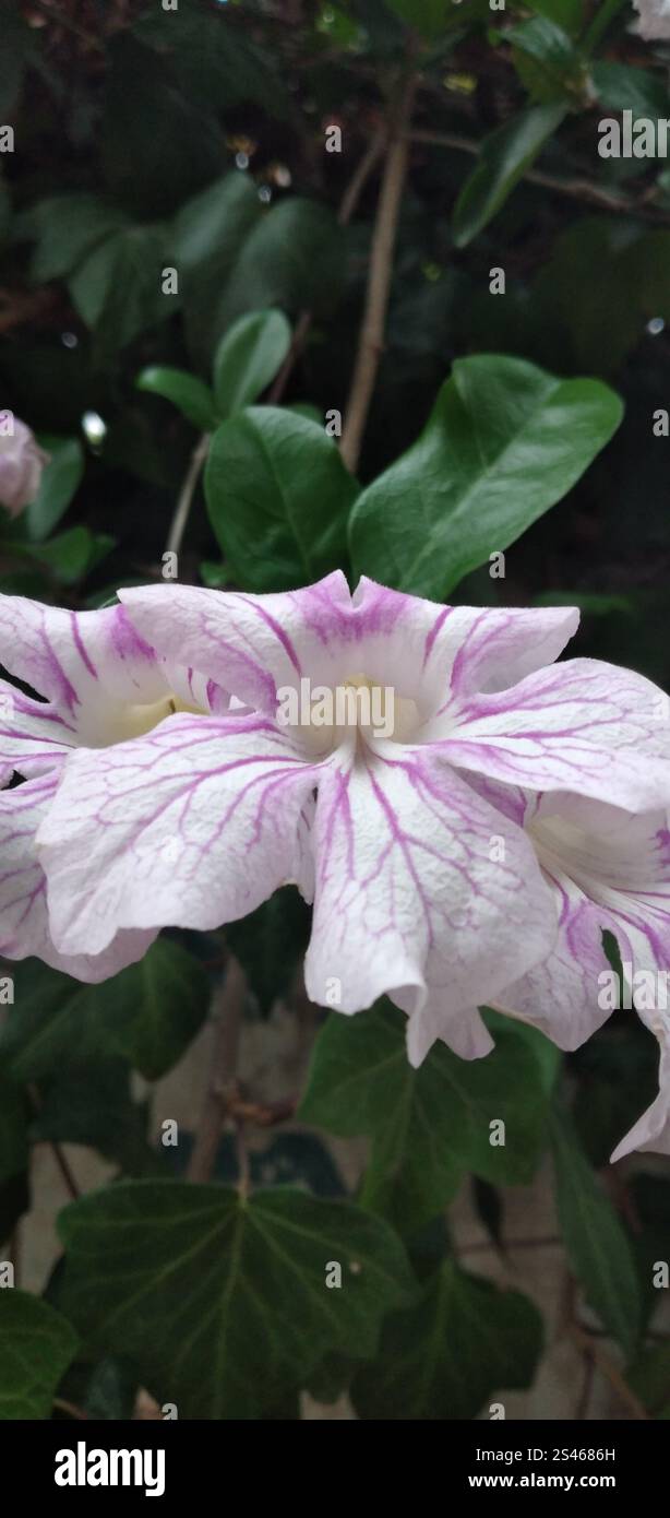 bignonia family (Bignoniaceae Stock Photo - Alamy