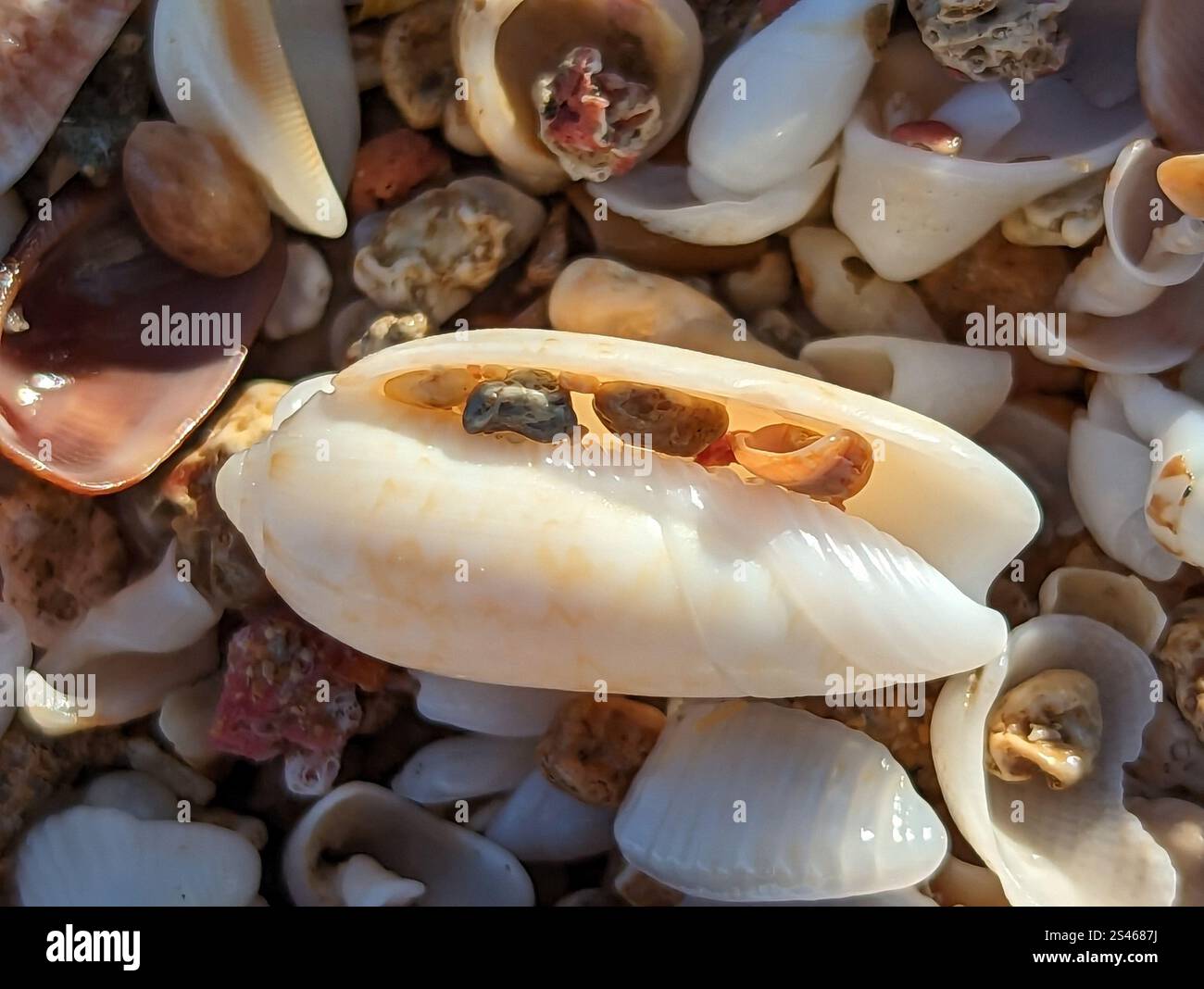Oliva scripta hi-res stock photography and images - Alamy