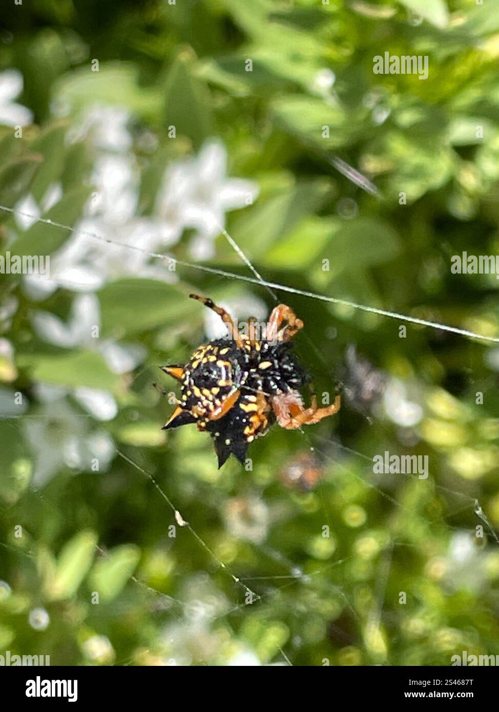 Christmas Jewel Spider (Austracantha minax Stock Photo - Alamy