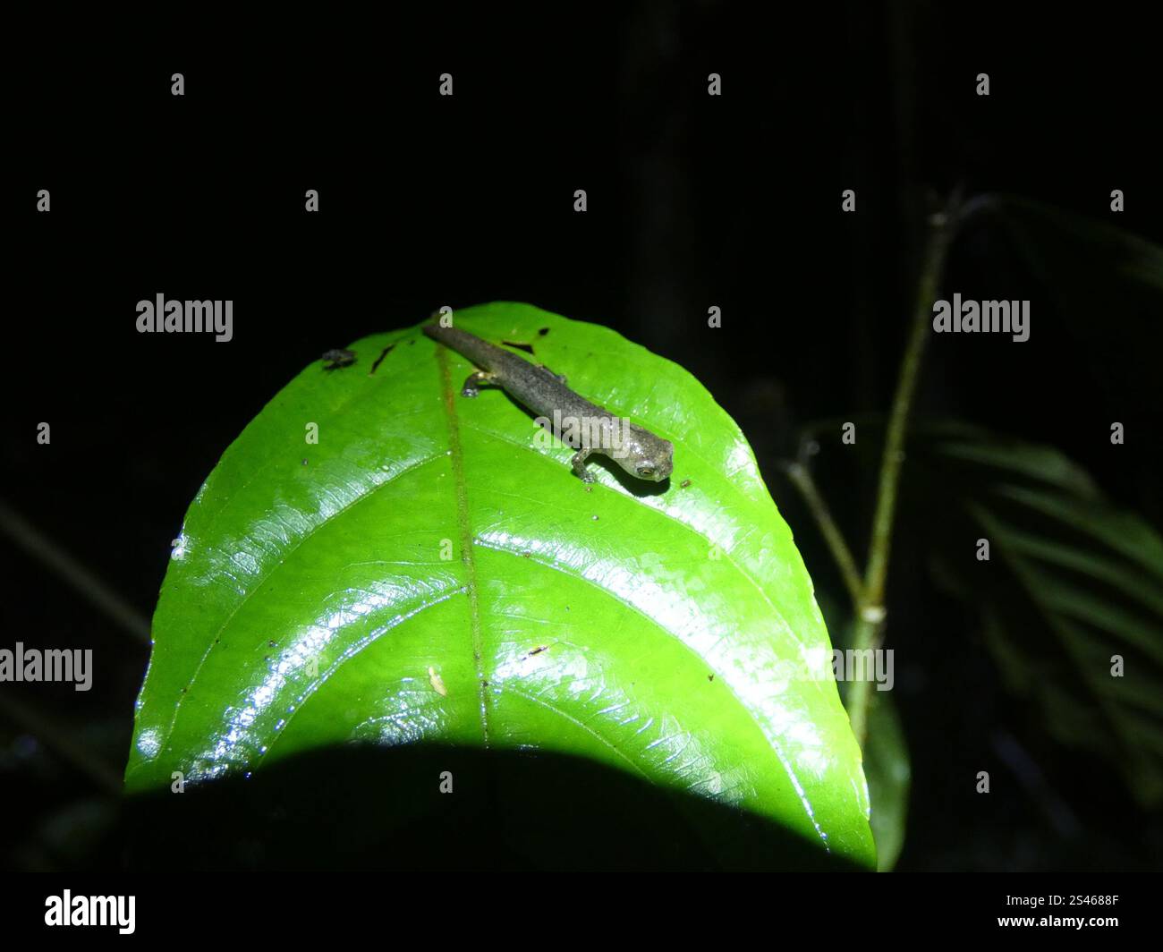 Peruvian Climbing Salamander (Bolitoglossa peruviana Stock Photo - Alamy