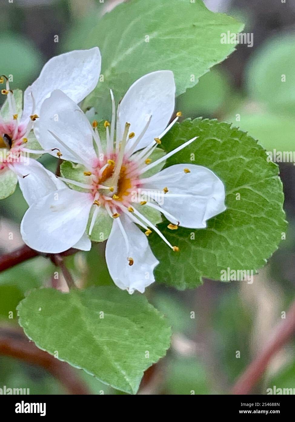 Desert Apricot (Prunus fremontii Stock Photo - Alamy