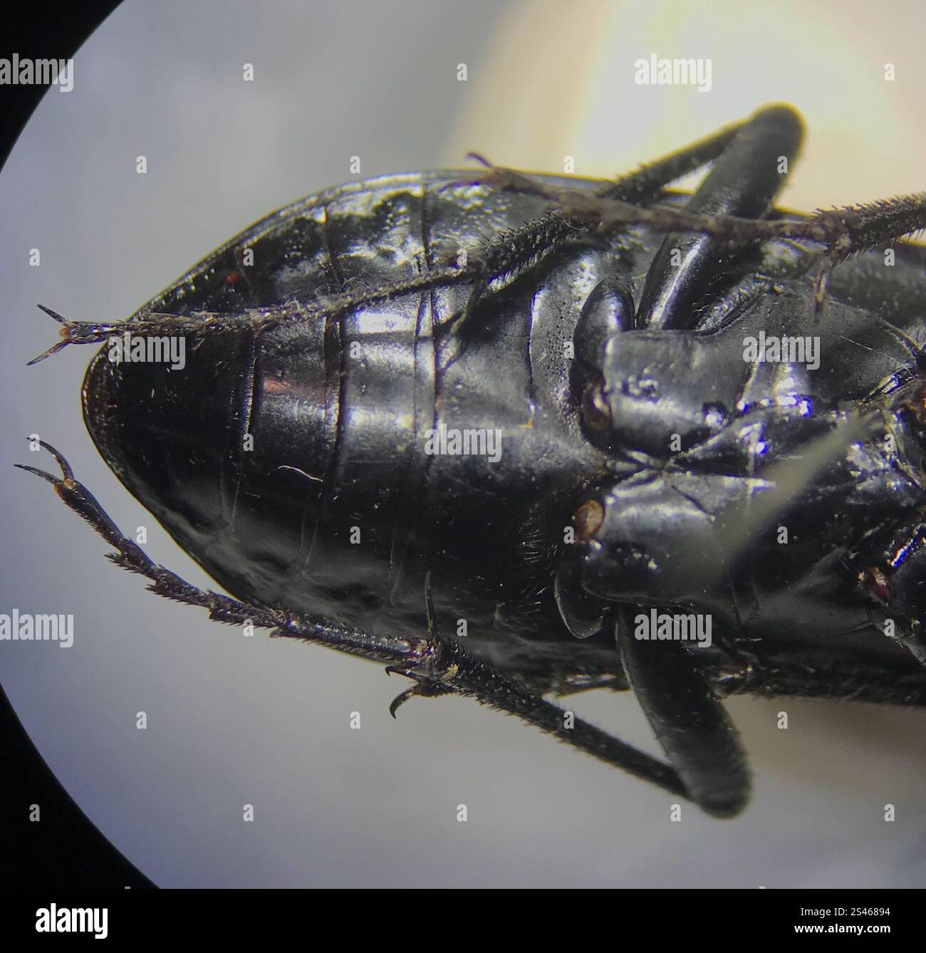 Narrow Searcher Beetle (Calosoma externum Stock Photo - Alamy