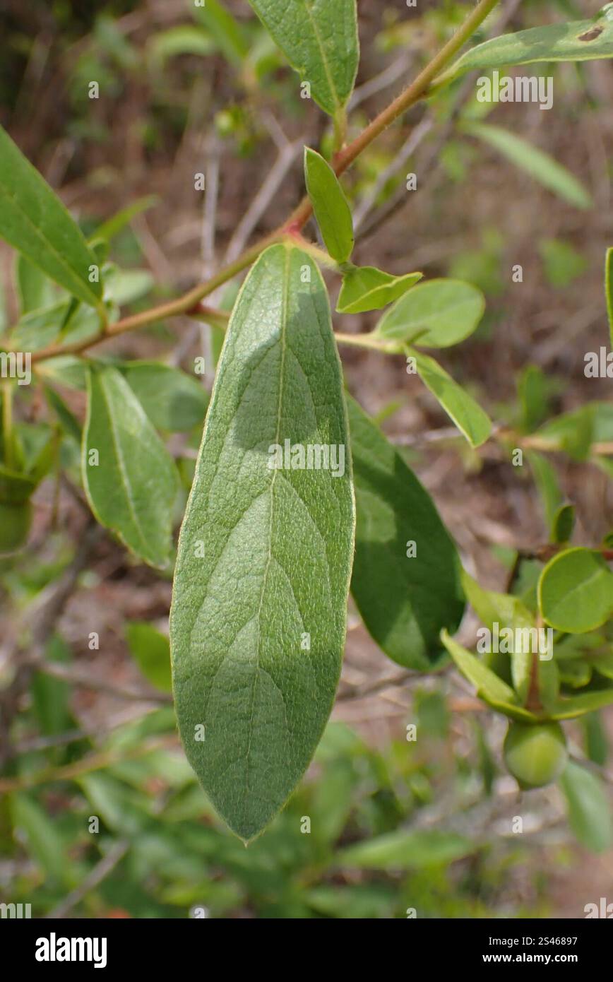 Transvaal Bluebush (Diospyros lycioides guerkei Stock Photo - Alamy