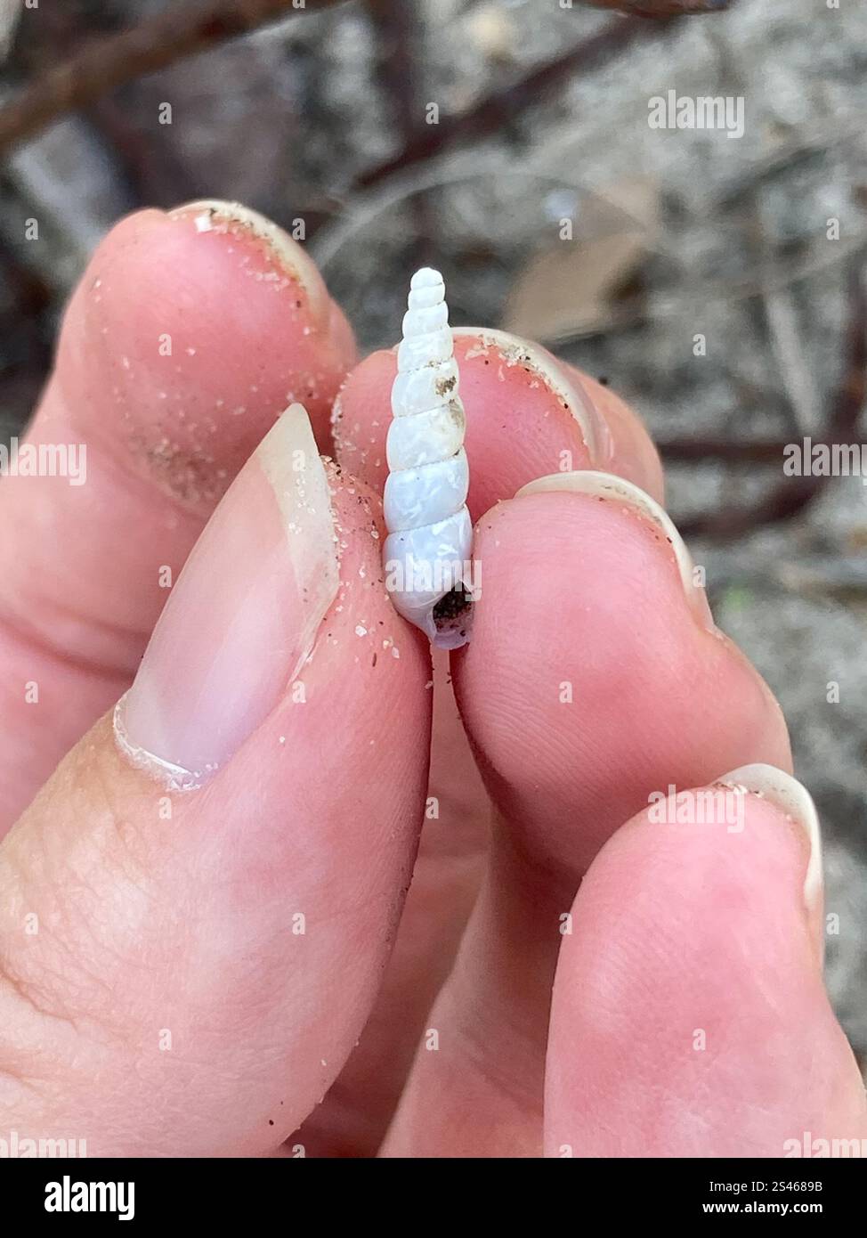 Miniature Awlsnail (Subulina octona Stock Photo - Alamy