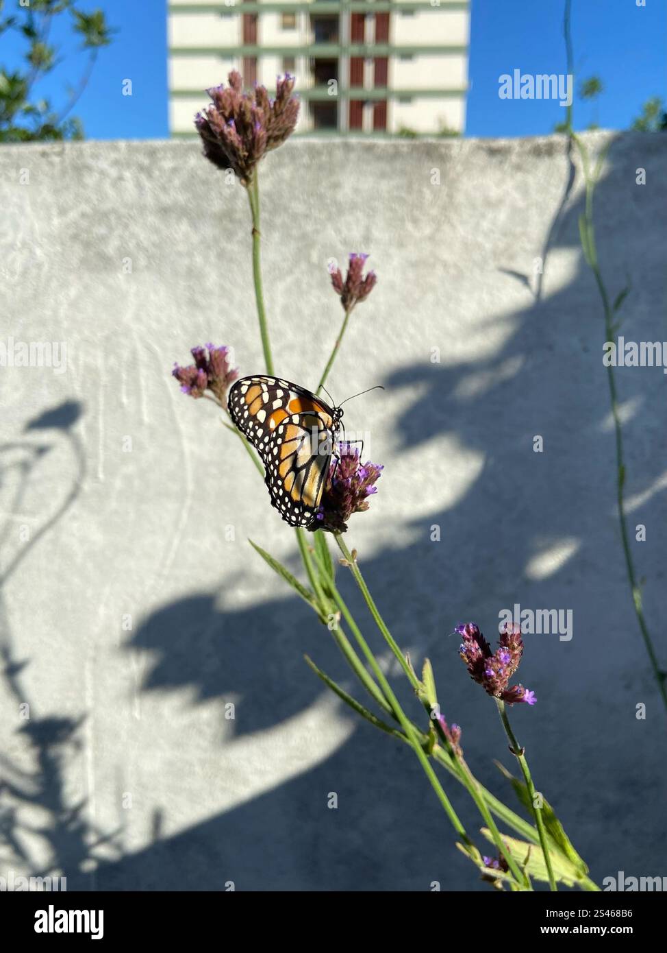 Southern Monarch (Danaus erippus Stock Photo - Alamy