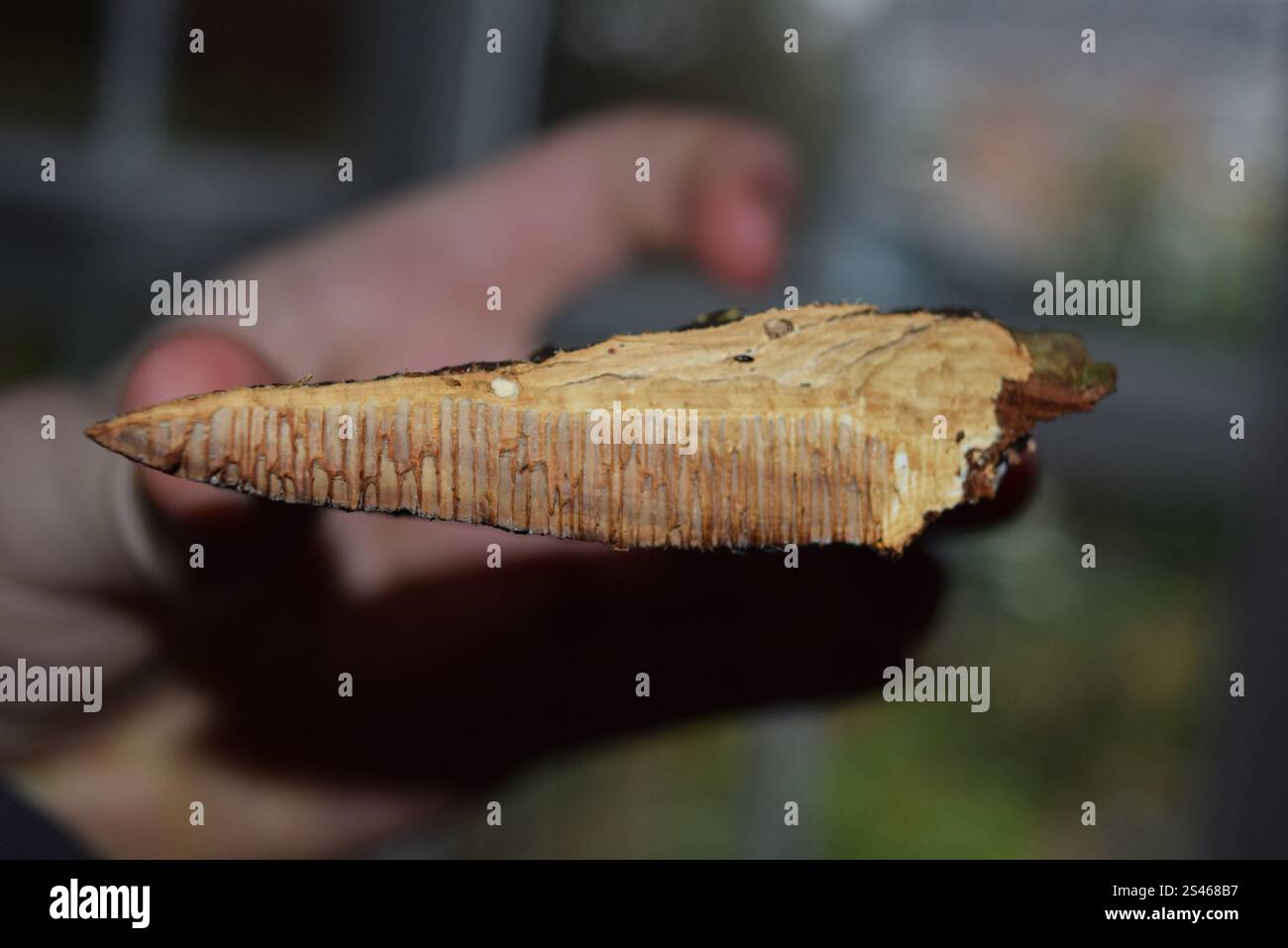 Thin-walled Maze Polypore (Daedaleopsis confragosa Stock Photo - Alamy