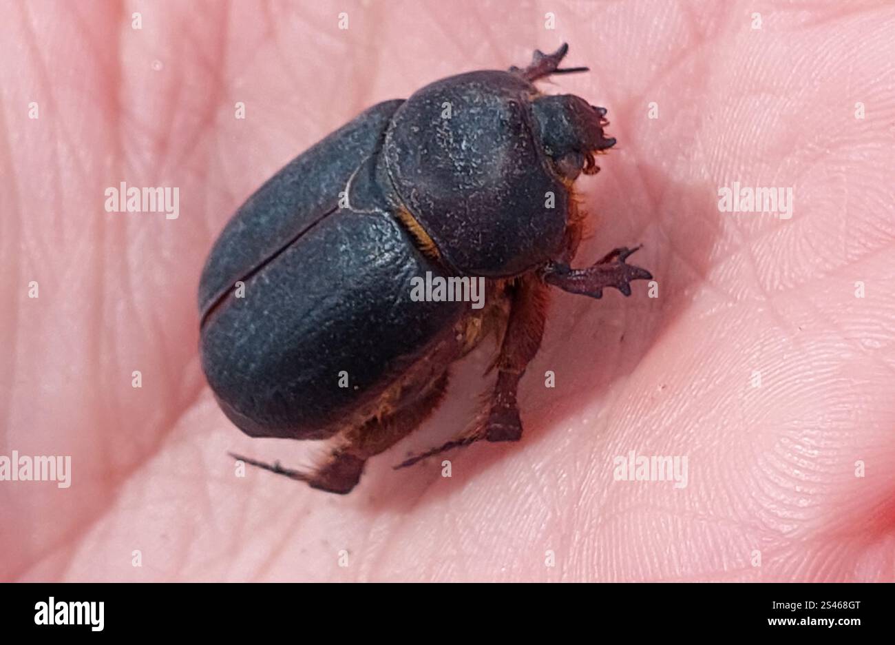 Large Sand Scarab (Pericoptus truncatus Stock Photo - Alamy