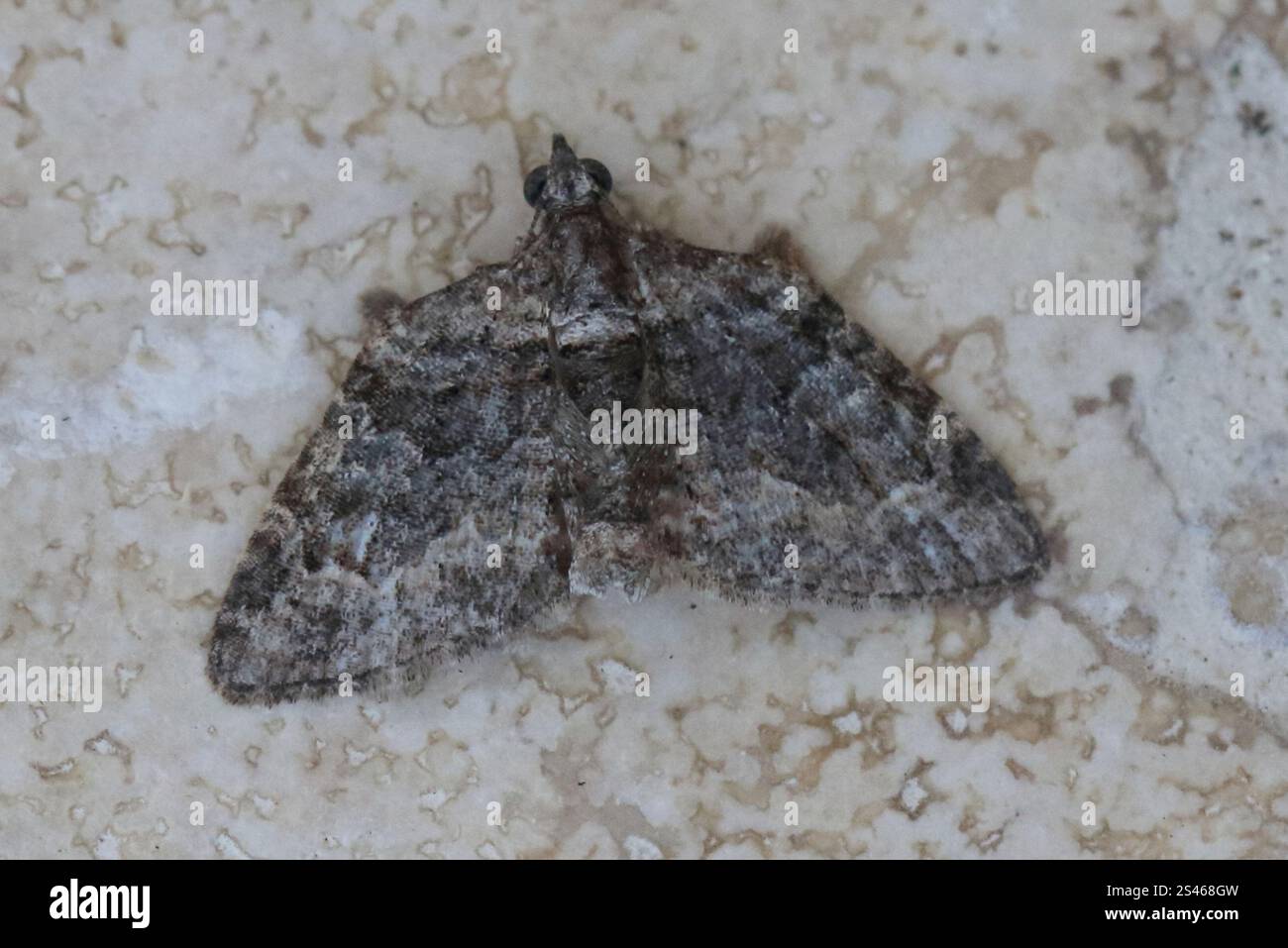 Apple Looper (Phrissogonus laticostata Stock Photo - Alamy