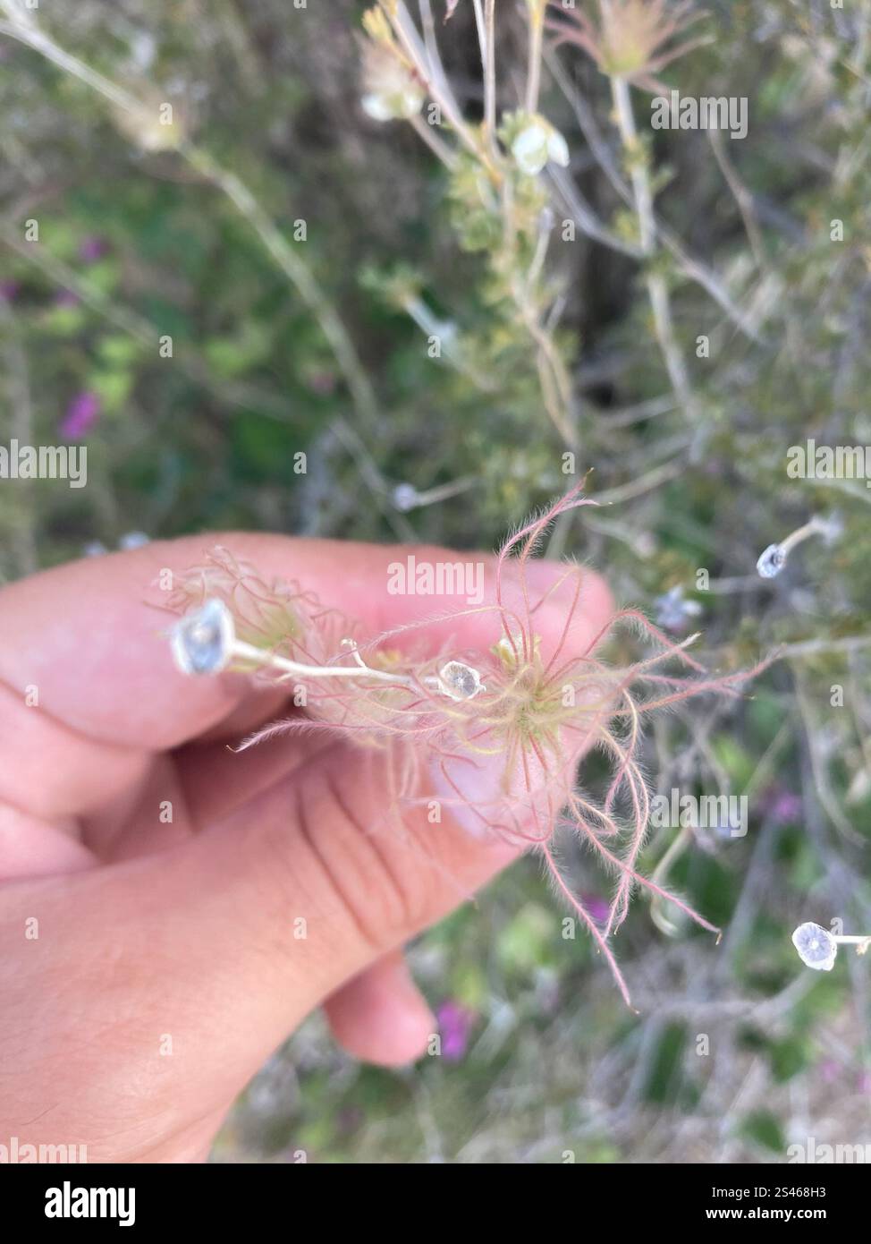 Apache plume (Fallugia paradoxa Stock Photo - Alamy