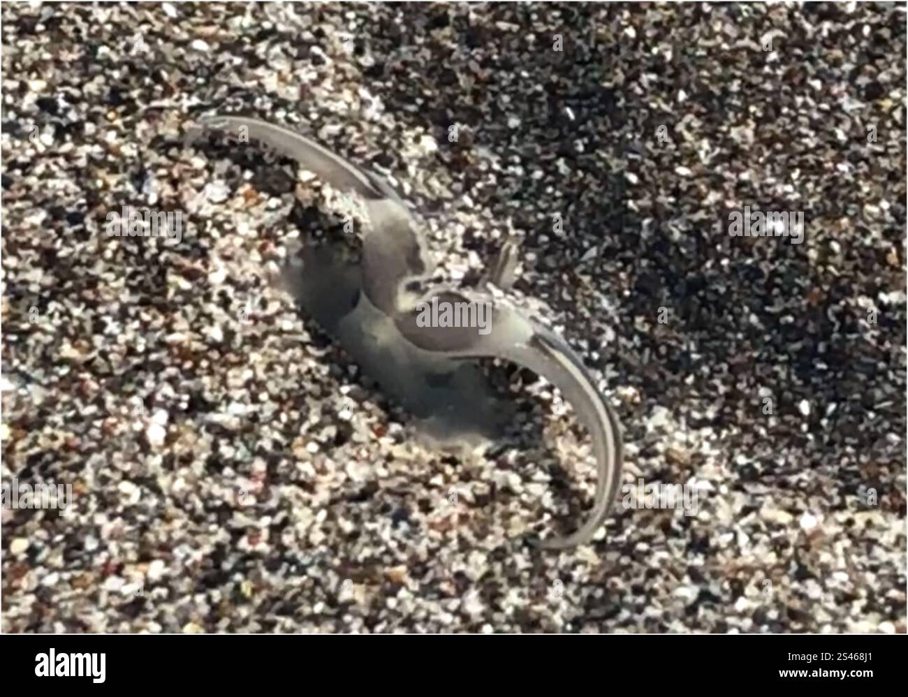 Olive Snails (Olividae Stock Photo - Alamy