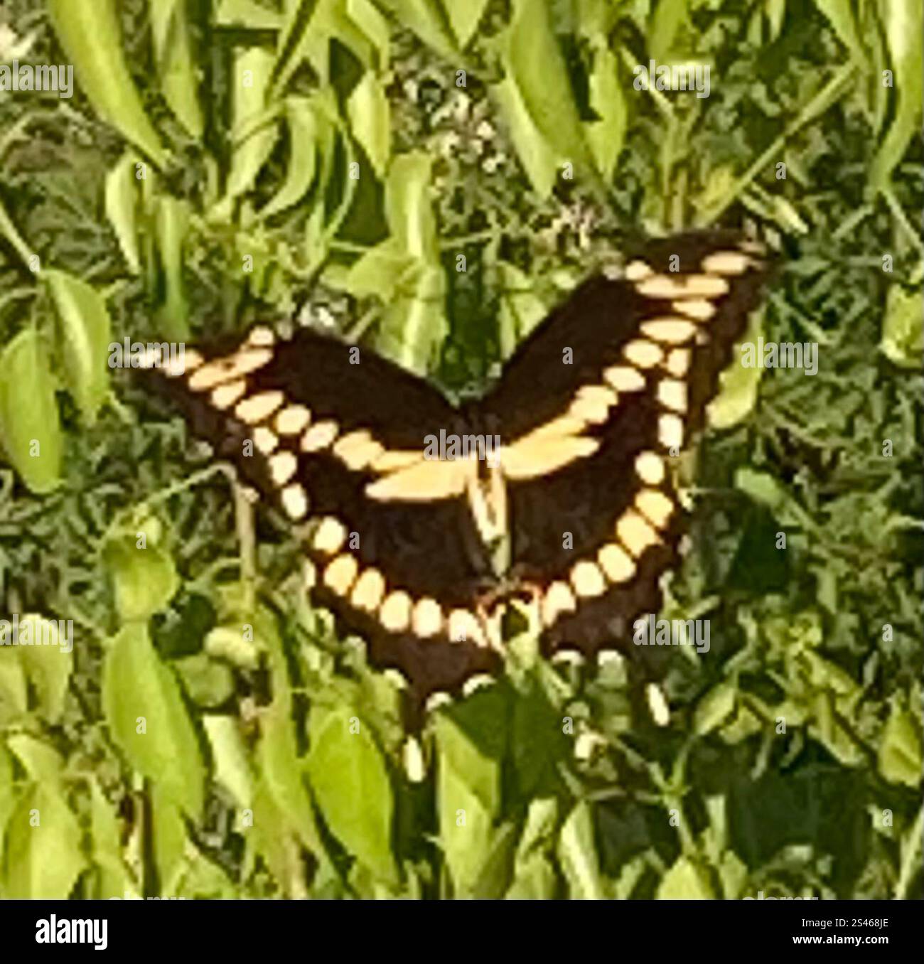 Eastern Giant Swallowtail (Heraclides cresphontes Stock Photo - Alamy