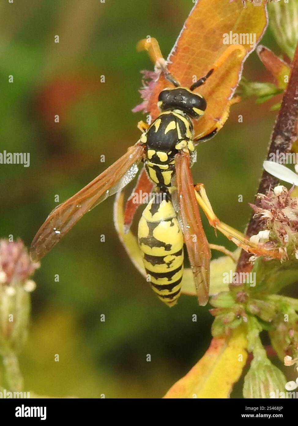 European Paper Wasp (Polistes dominula Stock Photo - Alamy