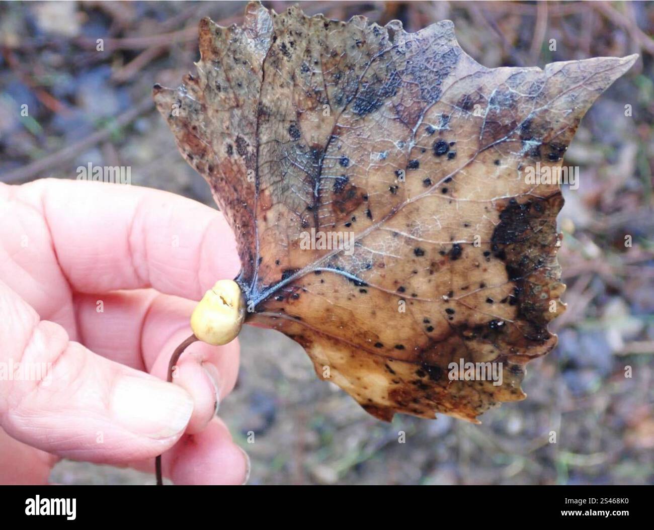Cherubic Poplar Petiole-gall Aphid (Pemphigus obesinymphae Stock Photo ...