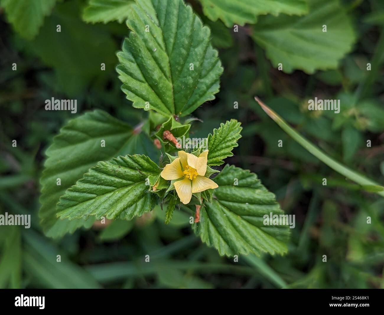 three-lobe false mallow (Malvastrum coromandelianum Stock Photo - Alamy